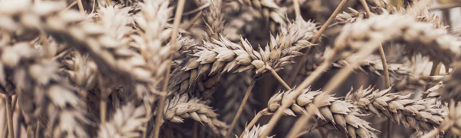 Glutenintolerans, celiaki - Allt du behöver veta om gluten | LINDROOS